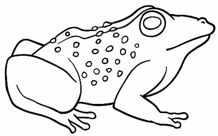 Desenhos de Sapo para Colorir e Imprimir