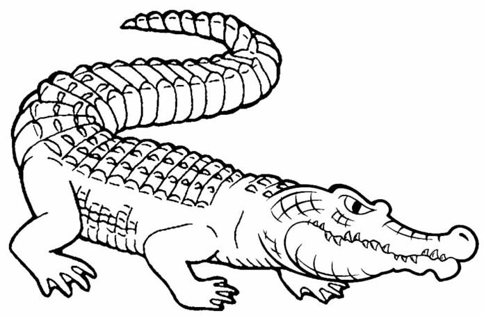 +90 Desenhos de Jacaré para Colorir e Imprimir