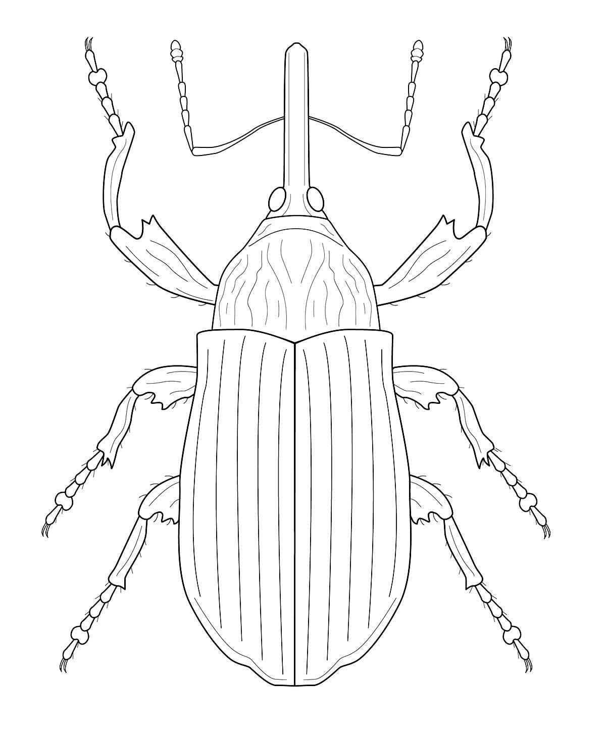 Desenhos de Insetos para Colorir e Imprimir