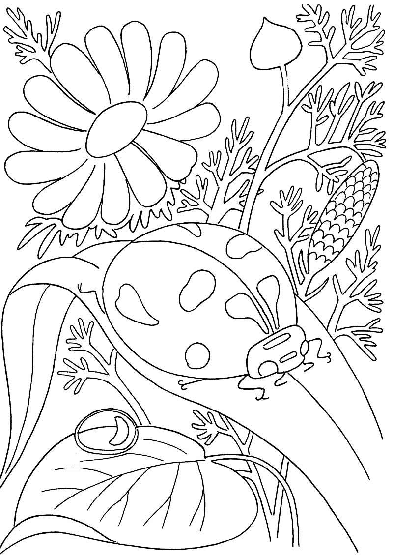 Desenhos de Insetos para Colorir e Imprimir
