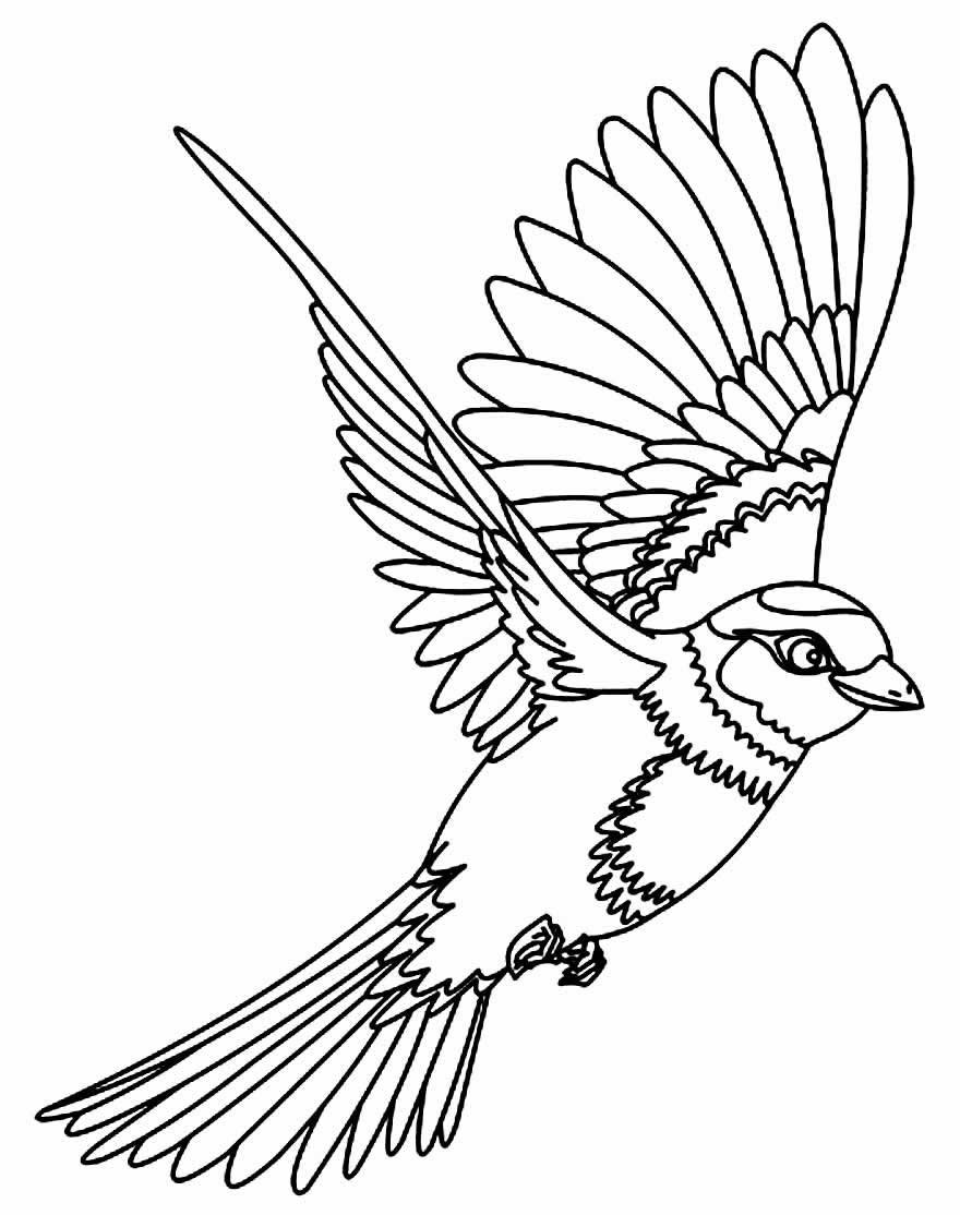 Desenhos de Passarinhos para Colorir e Imprimir