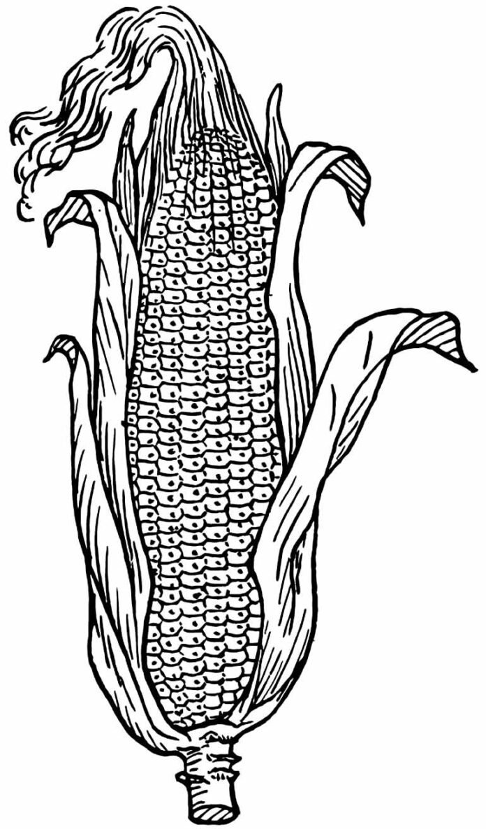 Desenhos de Milho para Colorir e Imprimir - Aprender a Desenhar