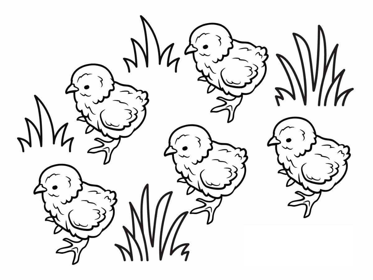 Colorir Galinha Pintinho Pintadinha Amarelinho Desenho Imprimir ...