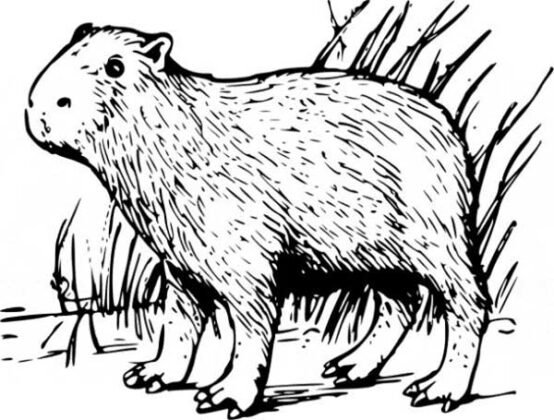 Desenhos de Capivara para Colorir e Imprimir